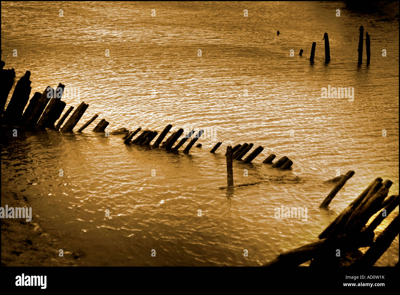 rotting wooden posts in water Stock Photo - Alamy
