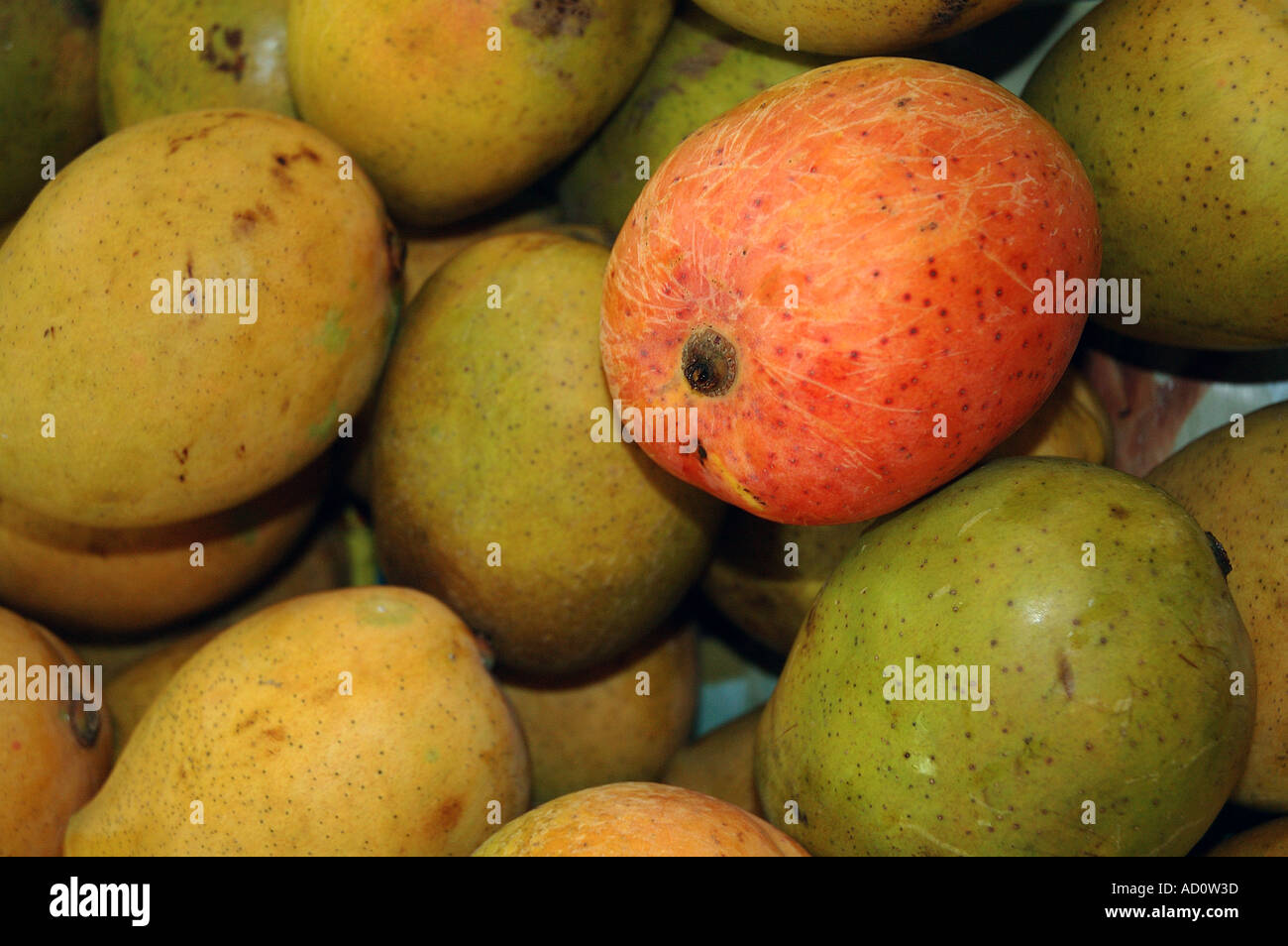 Juicy ripe mangoes at the market Stock Photo - Alamy