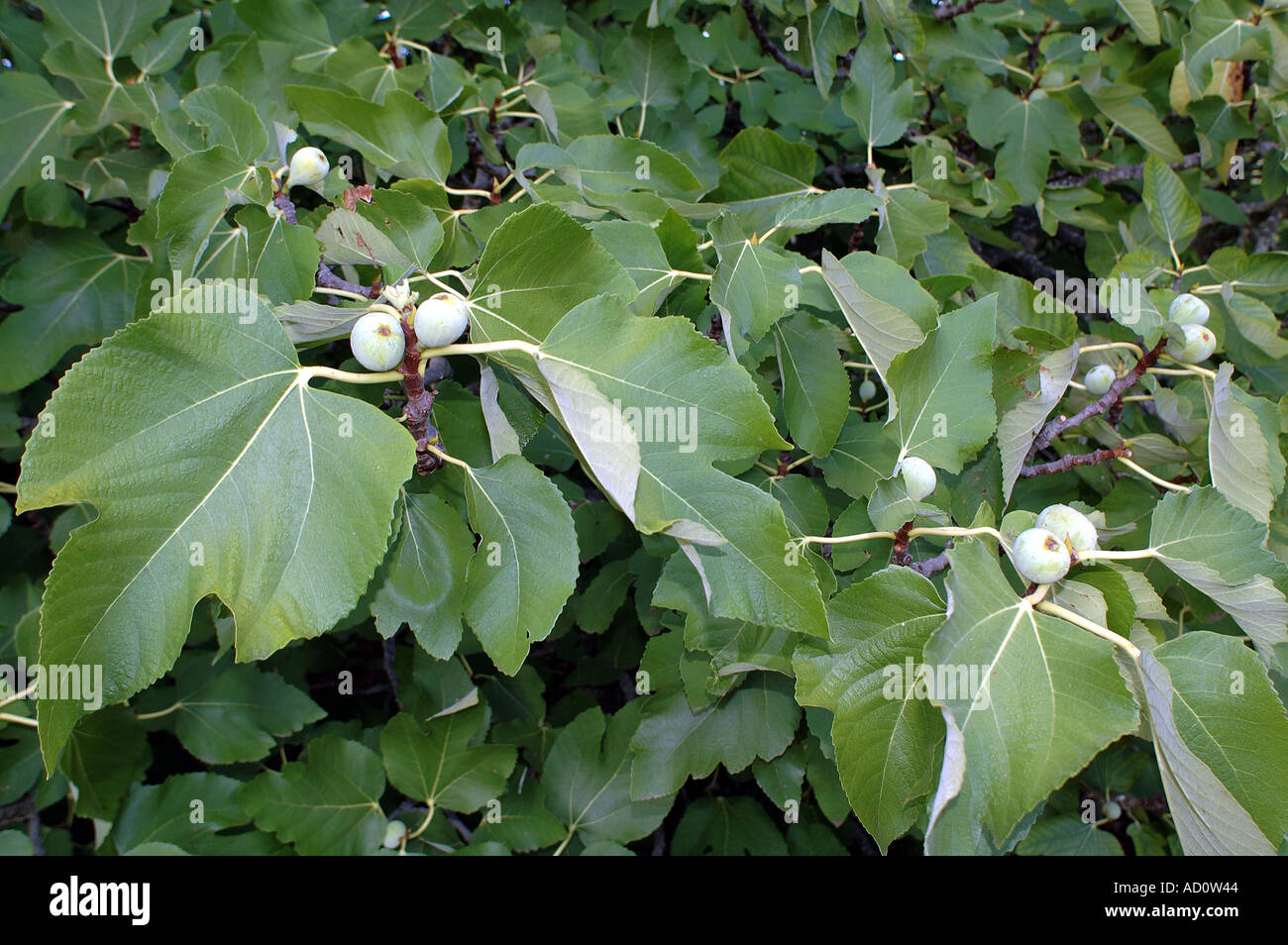Green figs Ficus carica on large tree Stock Photo - Alamy