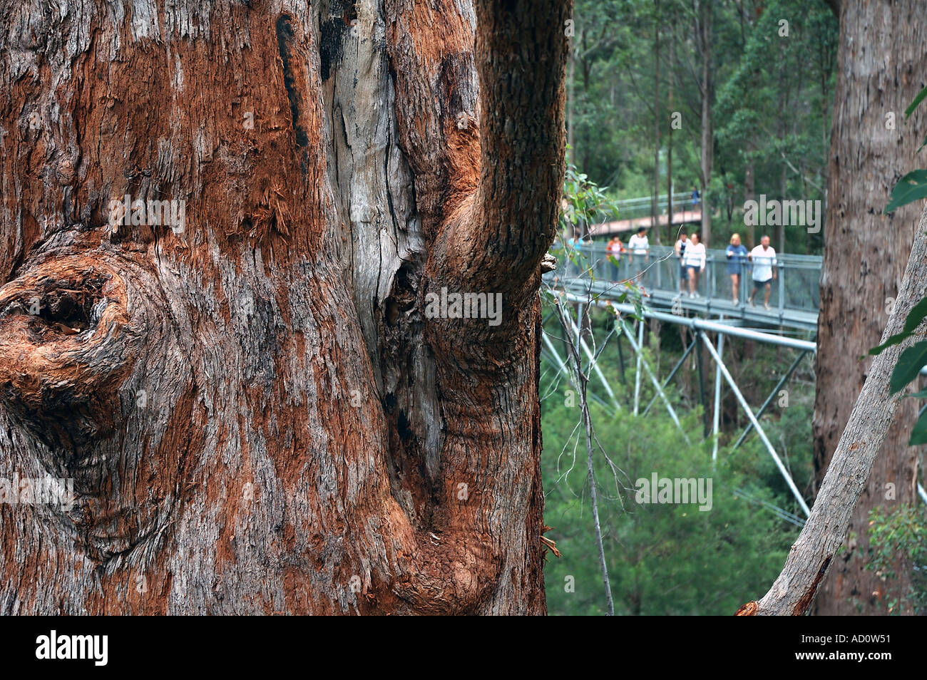 Eucalyptus jacksonii hi-res stock photography and images - Alamy