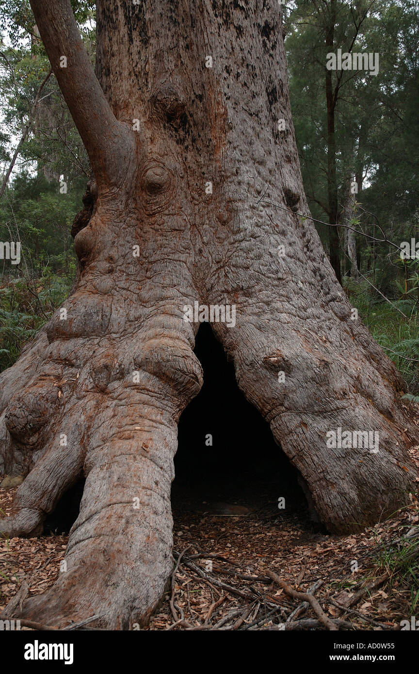 Massive ancient Red Tingle tree Eucalyptus jacksonii Valley of the ...