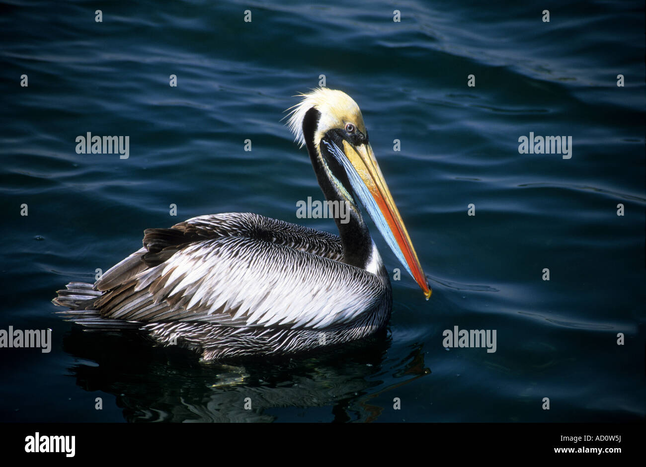 Adult Peruvian pelican ( Pelecanus thagus) in breeding plumage swimming ...