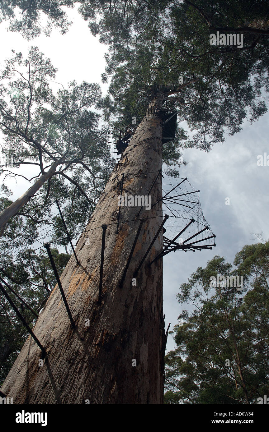 The Bicentennial Tree a giant karri Eucalyptus diversicolor used as a ...