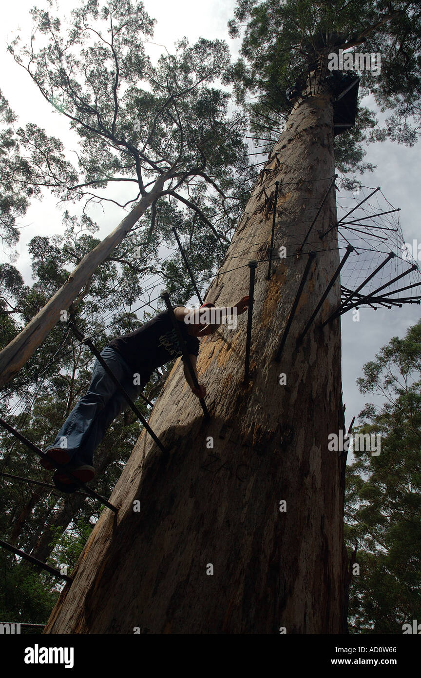 Girl climbing the Bicentennial Tree a giant karri Eucalyptus ...