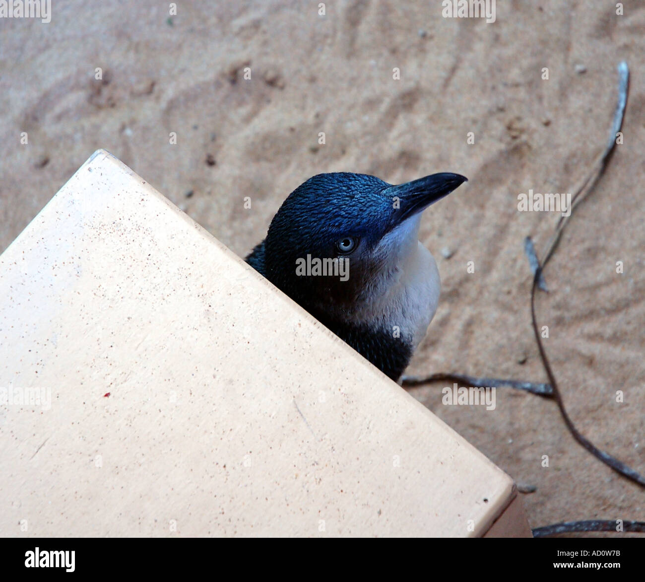 Rehabilitated little penguin Eudyptula minor emerging from its ...