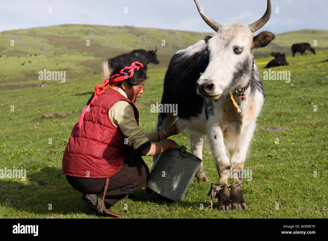 A Tibetan Khampa milks a yak cow at the summer pastures in Tagong ...