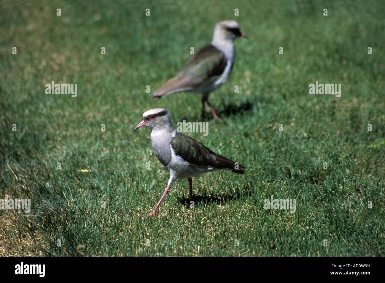 Andean lapwings (Vanellus resplendens) in field on altiplano, Bolivia ...