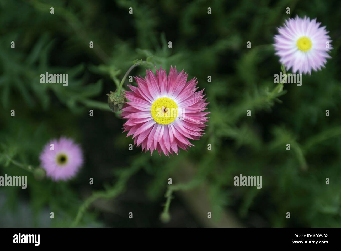 Everlastings western australia hi-res stock photography and images - Alamy