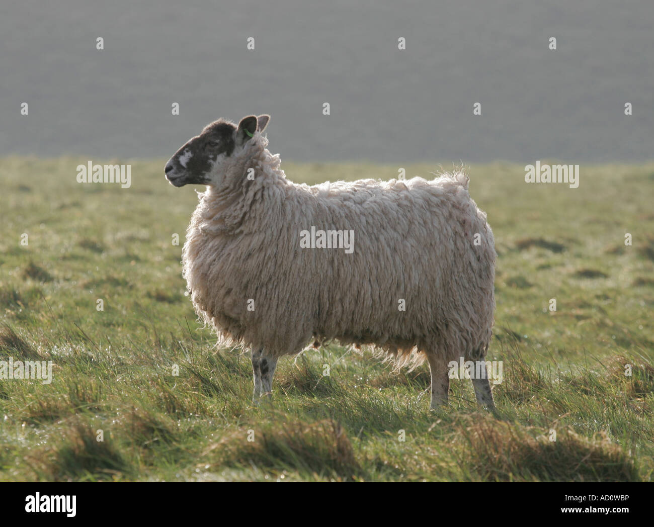 Sheep Face Side View