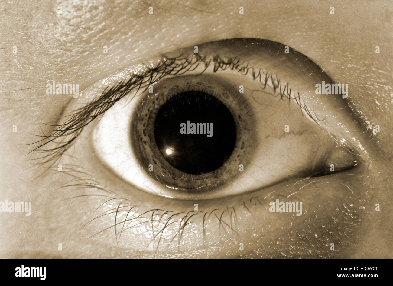 Human eyelid hi-res stock photography and images - Alamy