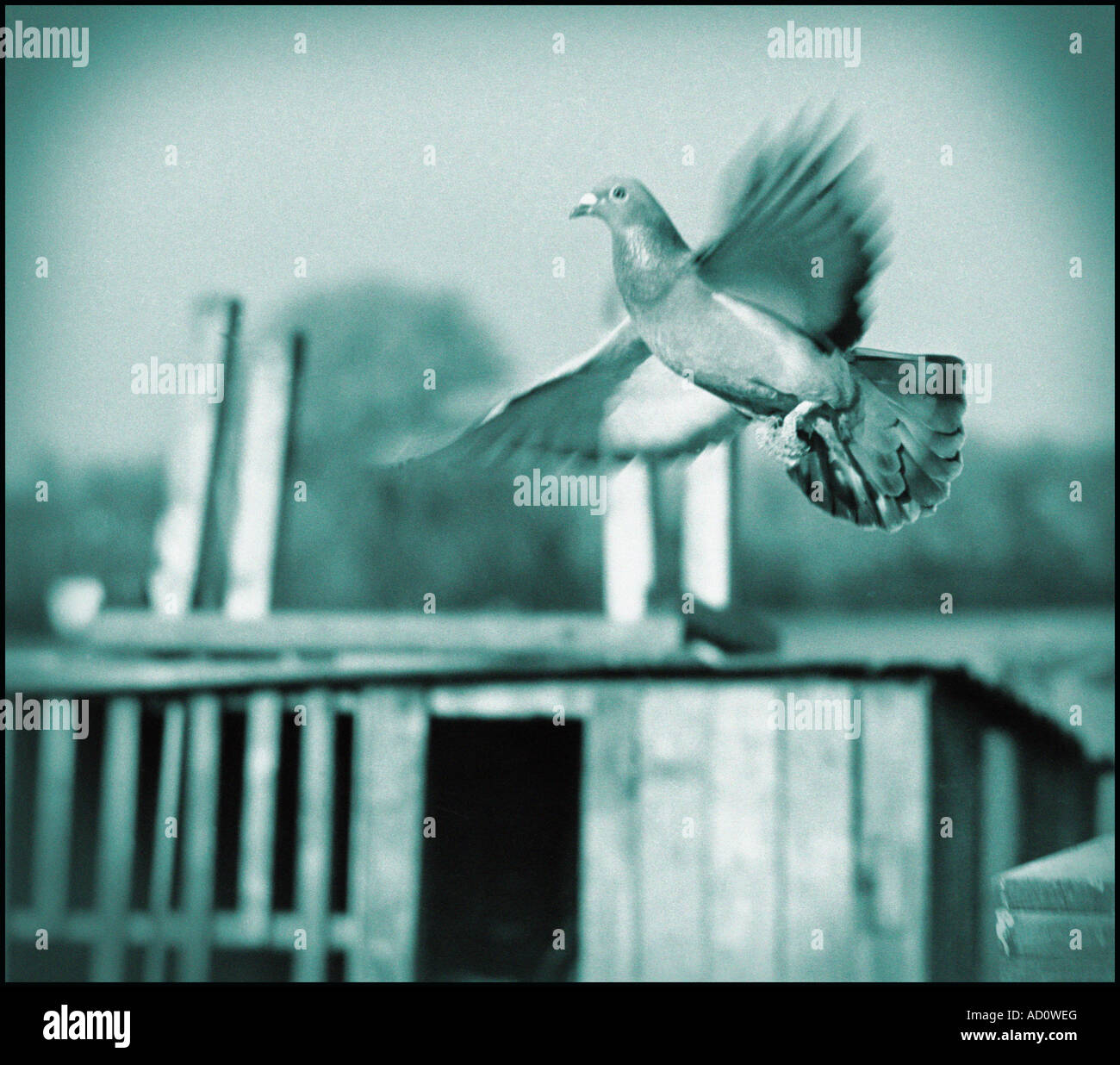 Racing Pigeon Transport Stock Photos & Racing Pigeon Transport Stock ...