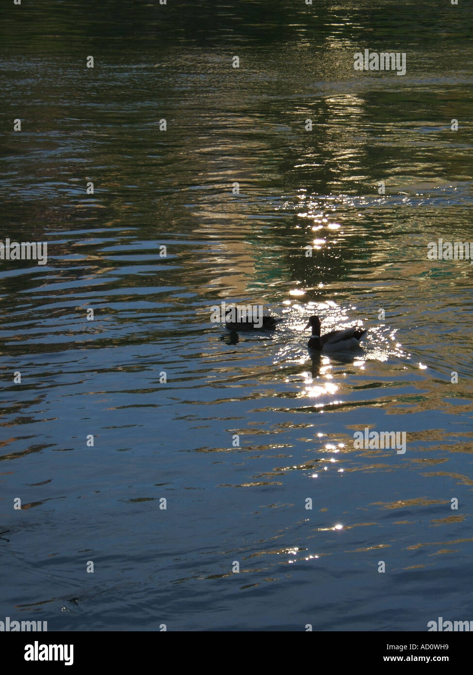 two ducks paddling on river water Stock Photo - Alamy