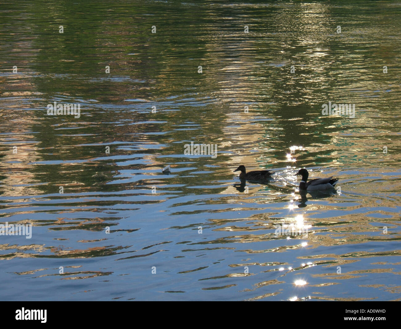 two ducks paddling on river water Stock Photo - Alamy