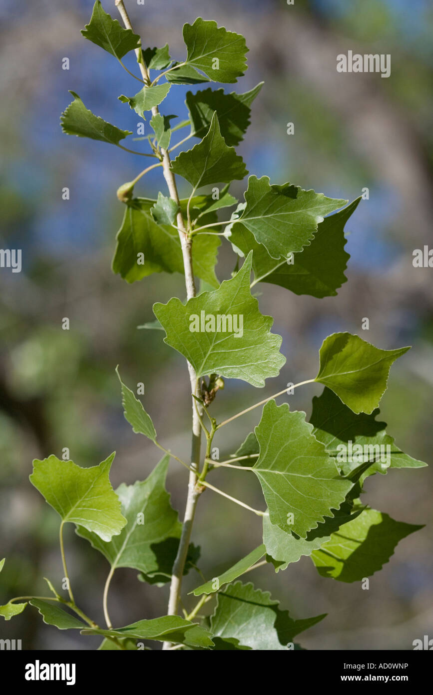 Fremont s Cottonwood Populus fremontii Tucson Arizona United States 20 ...