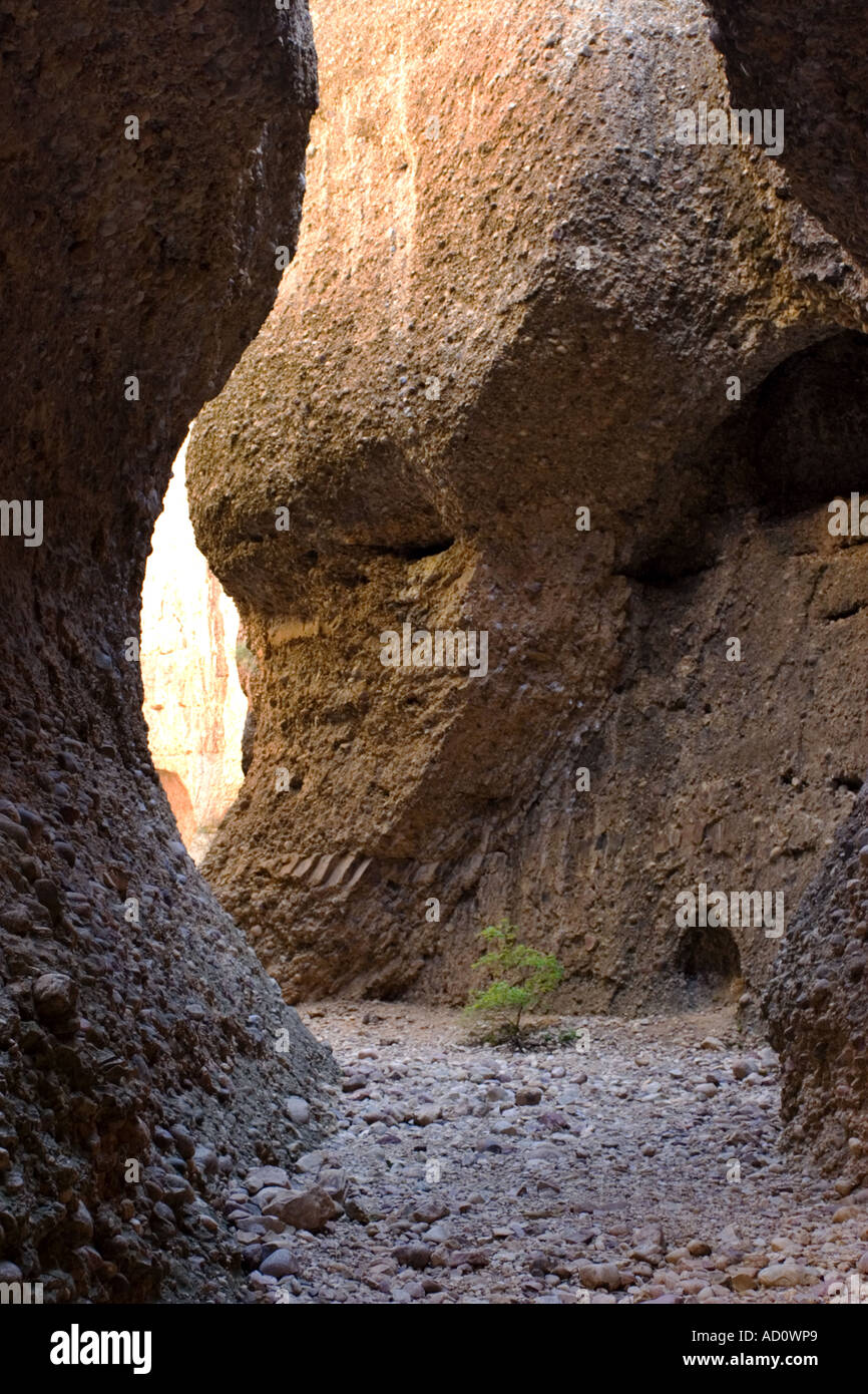 Box Canyon curves tree Stock Photo - Alamy