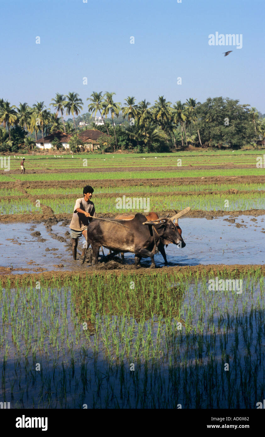 Paddy field goa hi-res stock photography and images - Alamy