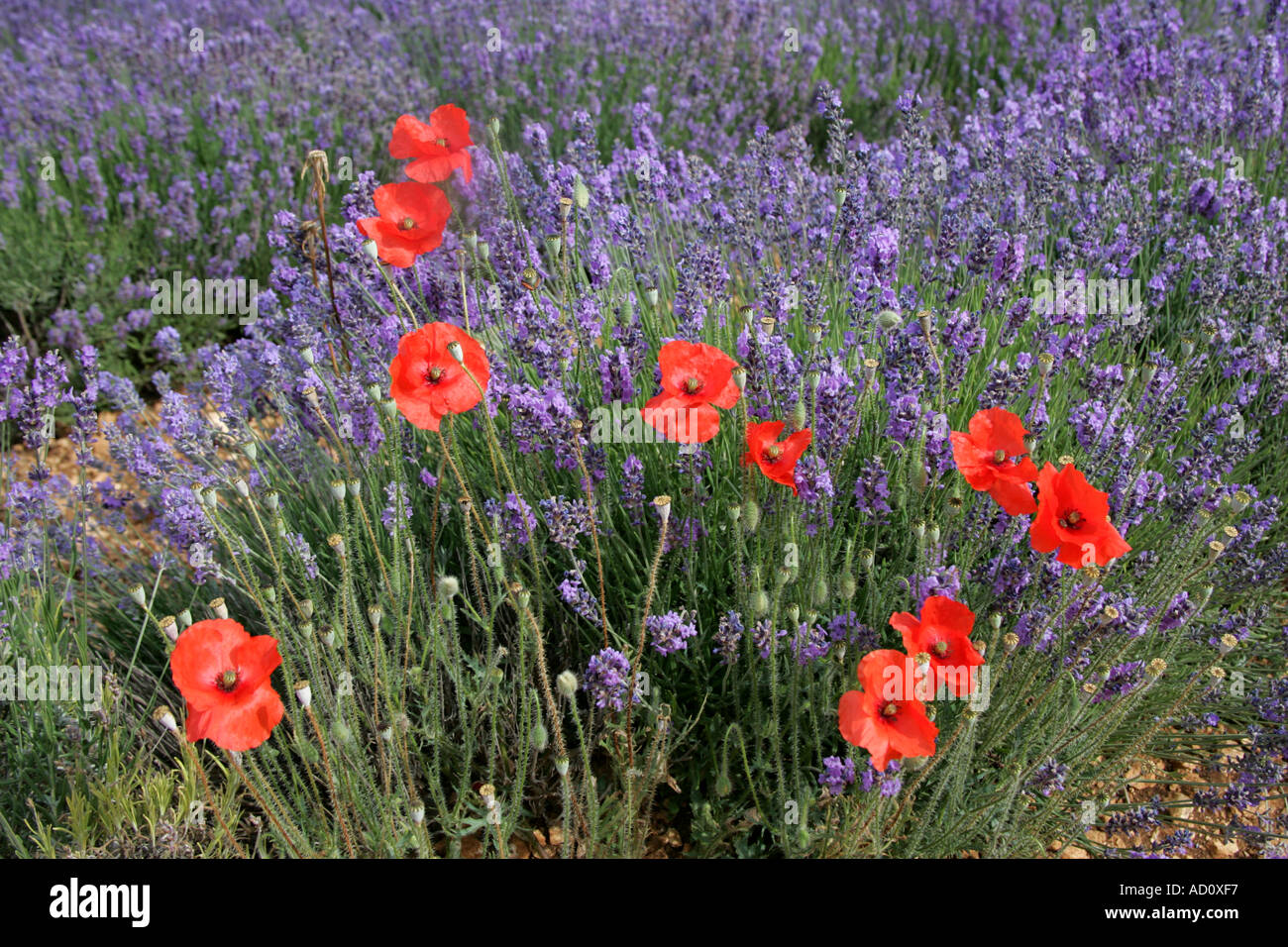 Lavender and poppies hi-res stock photography and images - Alamy