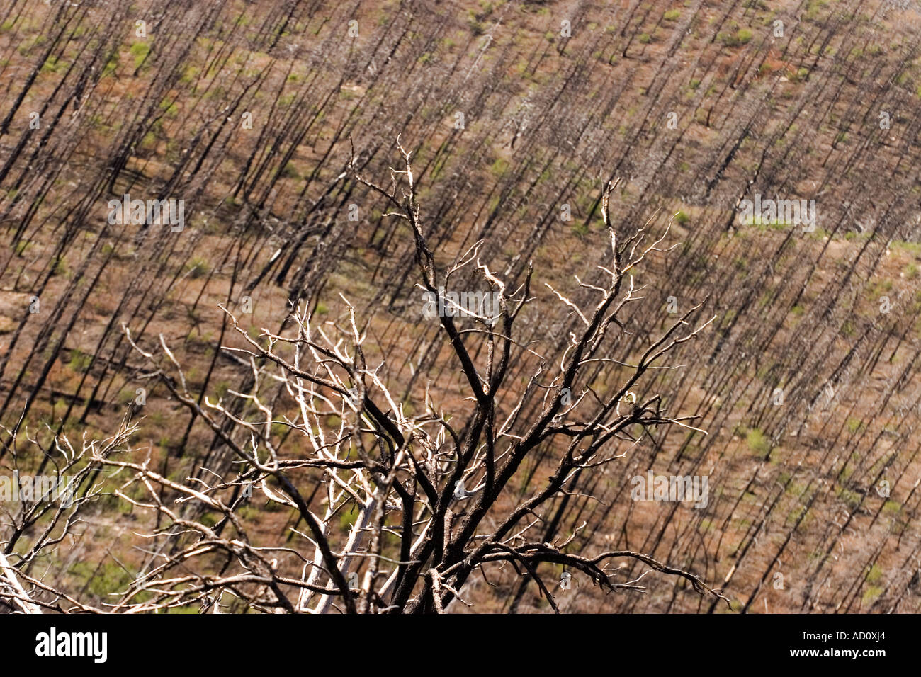 Forest fire after buring through national forest in Colorado Stock ...