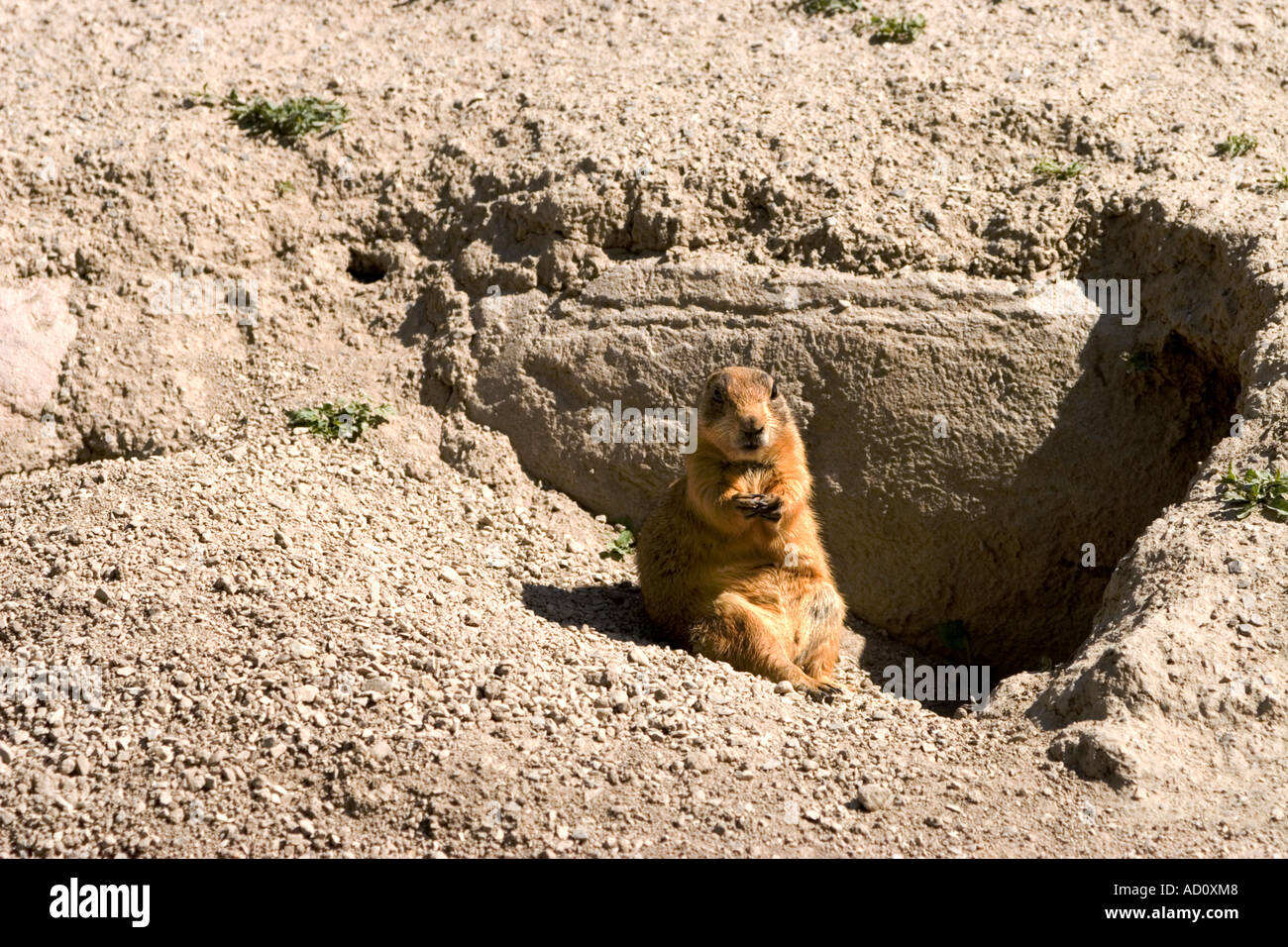 Ground dog hi-res stock photography and images - Alamy