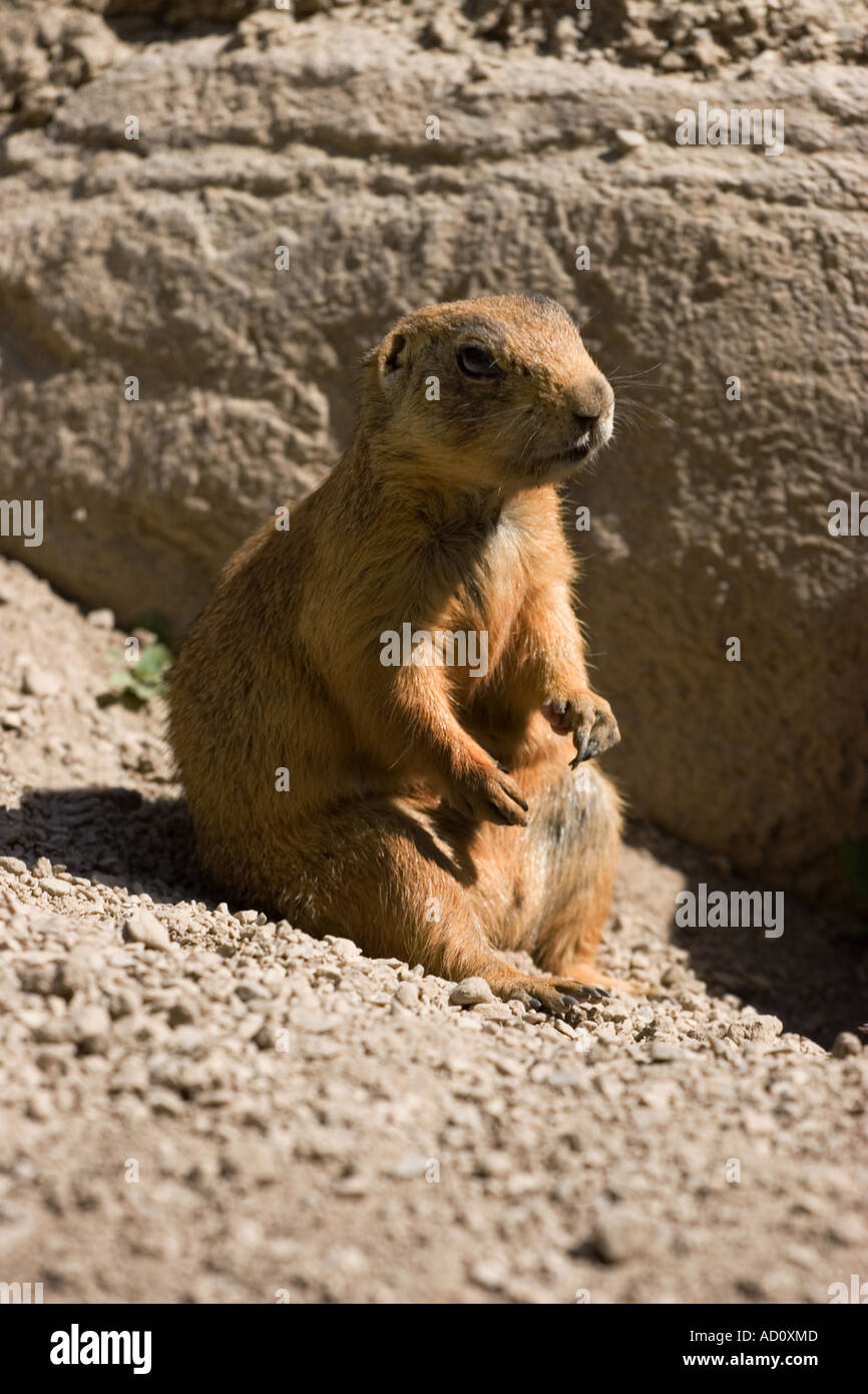 Ground dog sitting tall by burrow Stock Photo - Alamy
