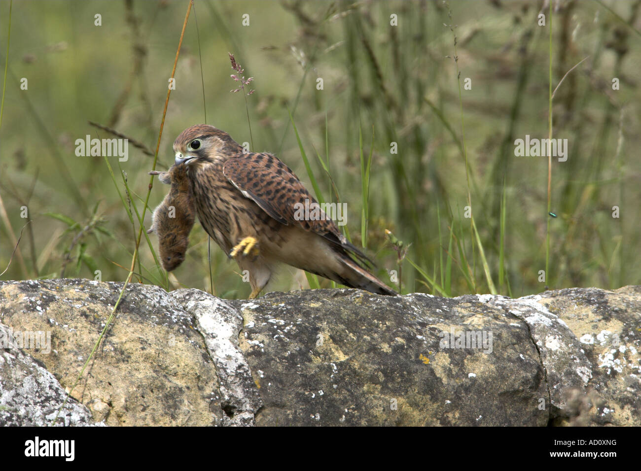 Common Kestrel Falco tinnunculus immature perched on stone wall with ...