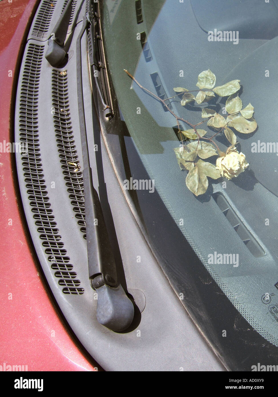 one white rose on car dashboard Stock Photo - Alamy