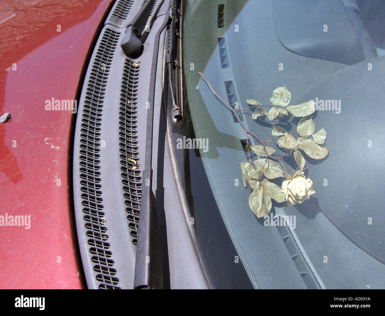 one white rose on car dashboard Stock Photo - Alamy