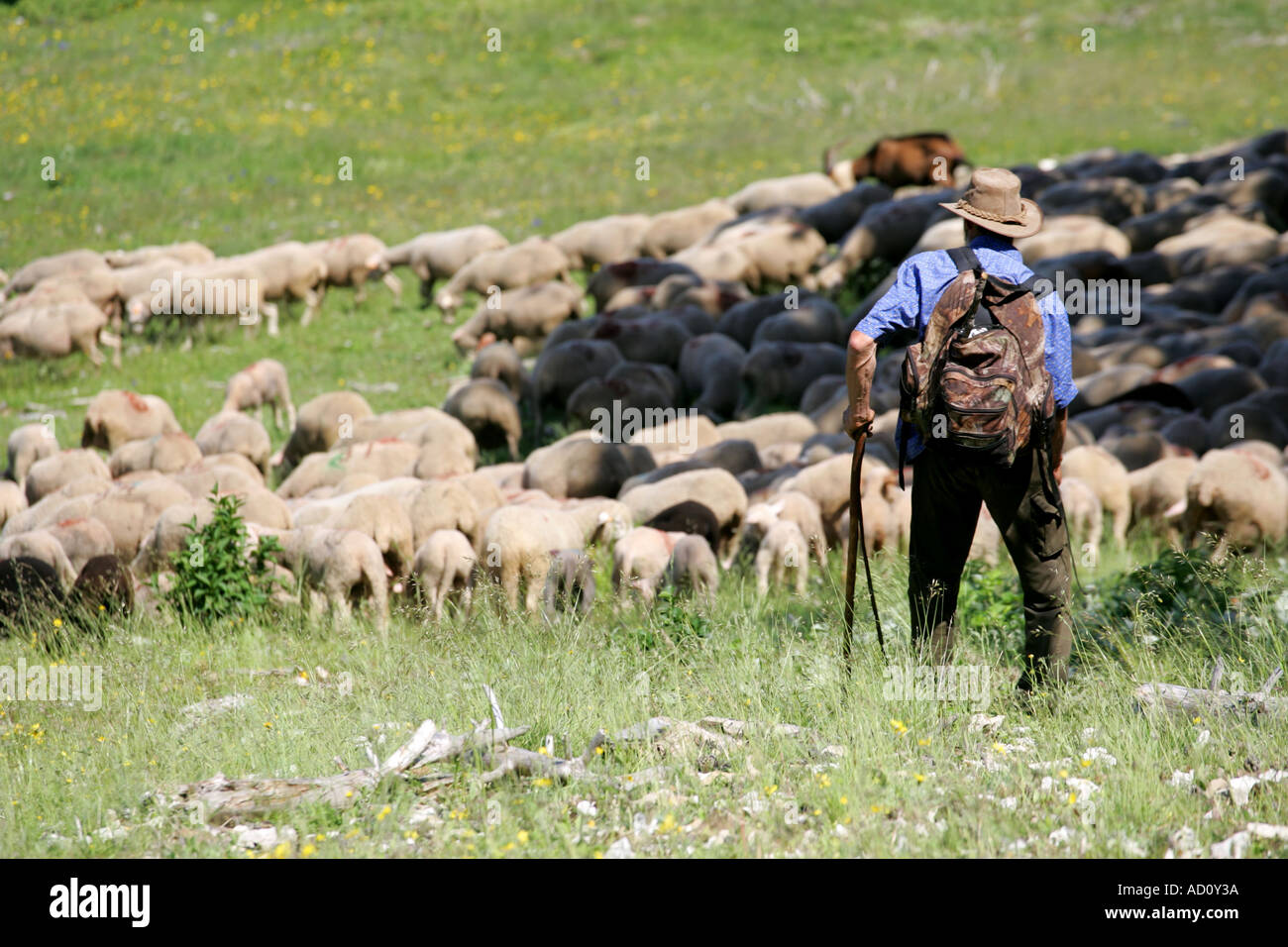 Transhumance provence hi-res stock photography and images - Alamy