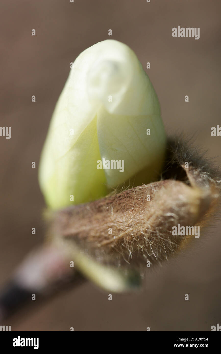 Magnolia pod close up hi-res stock photography and images - Alamy