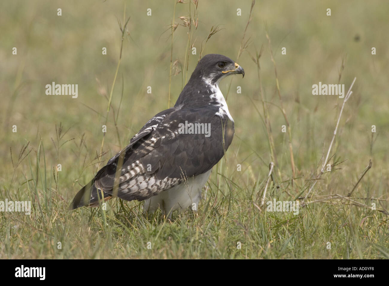 Augur buzzard tanzania hi-res stock photography and images - Alamy