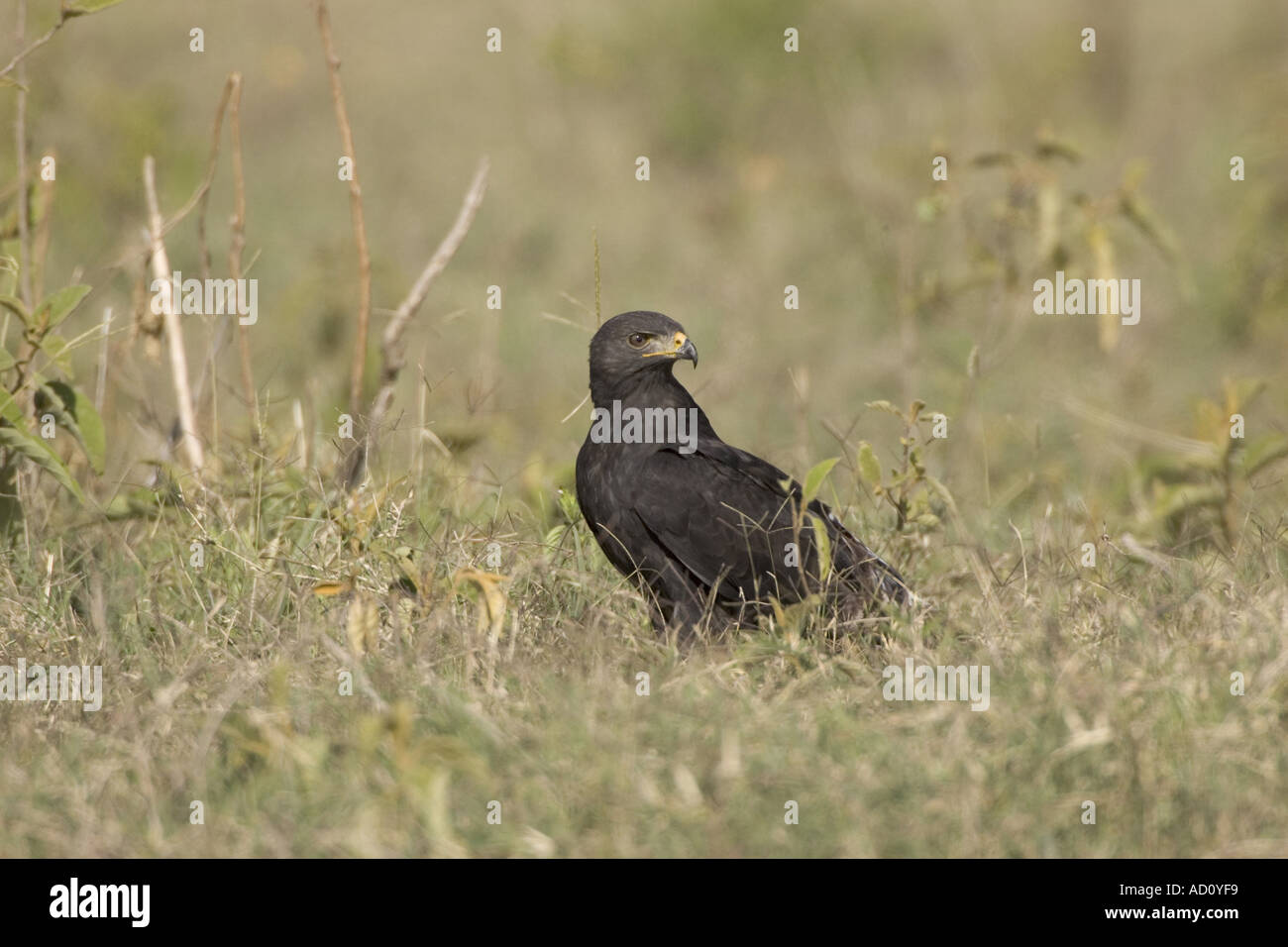 Augur buzzard tanzania hi-res stock photography and images - Alamy