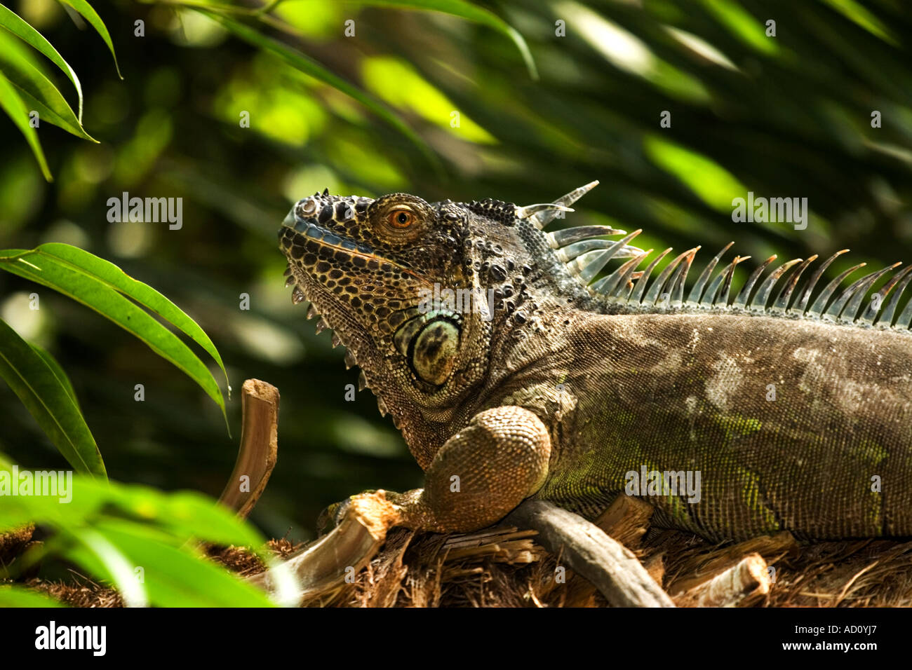 Lizard front half in jungle trees Stock Photo - Alamy