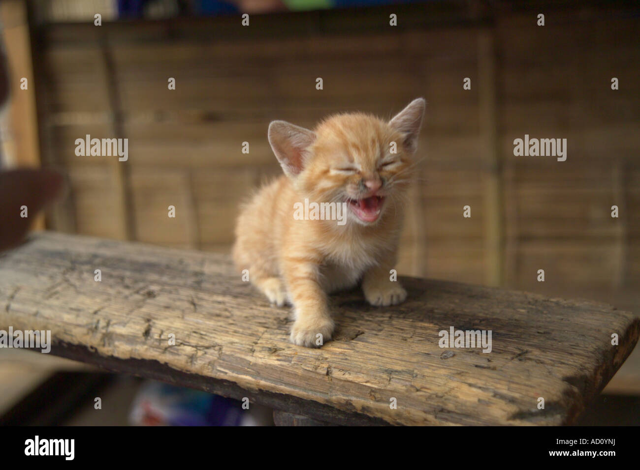 Crying kitten hi-res stock photography and images - Alamy