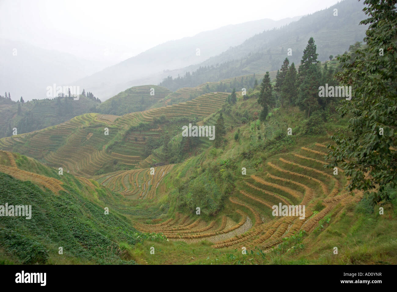 misty rice terraces of Pingan Stock Photo - Alamy