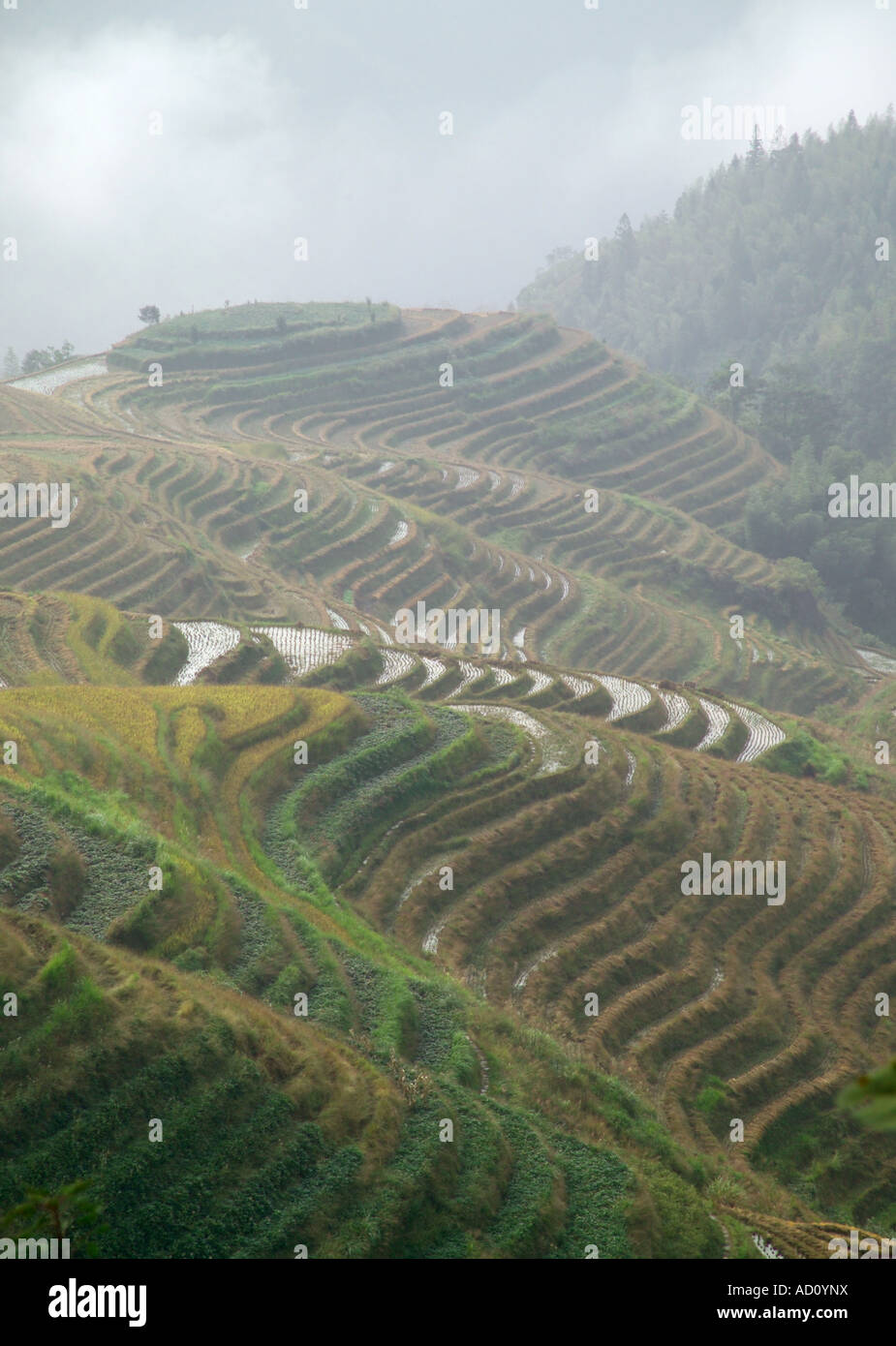 misty rice terraces of Pingan Stock Photo - Alamy