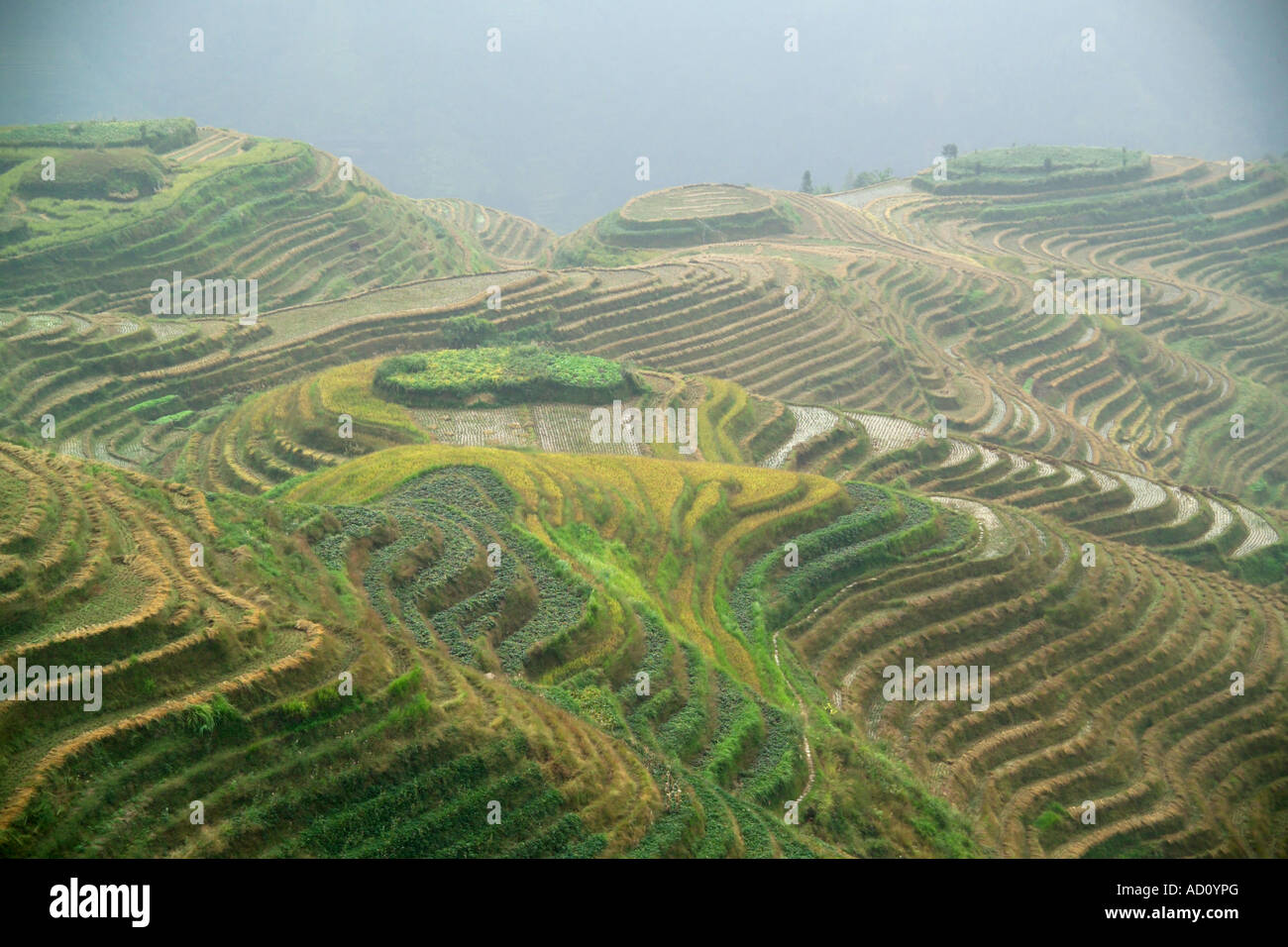 misty rice terraces of Pingan Stock Photo - Alamy