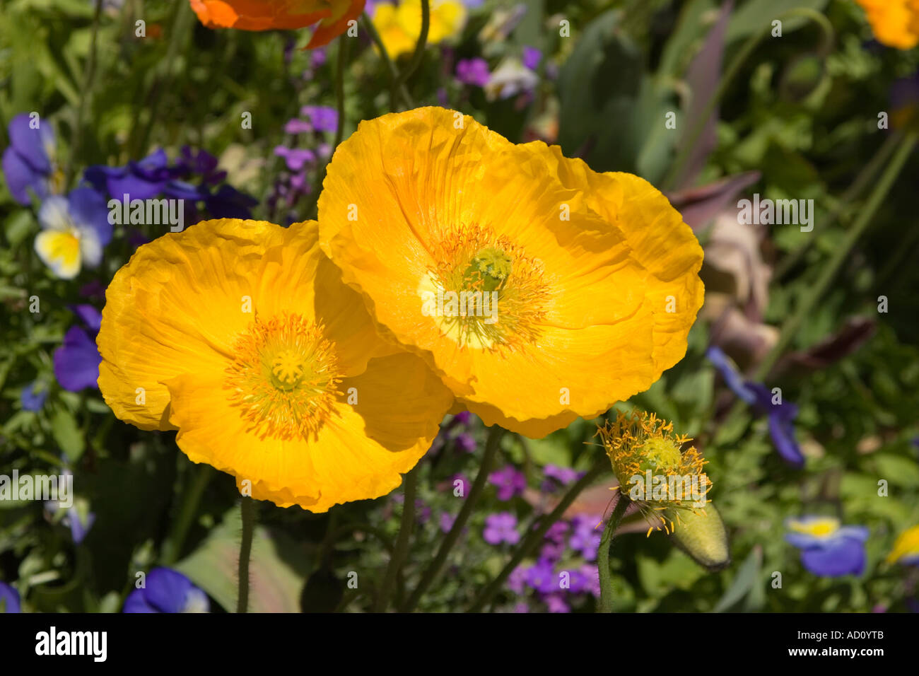 Poppies yellow in garden Stock Photo - Alamy