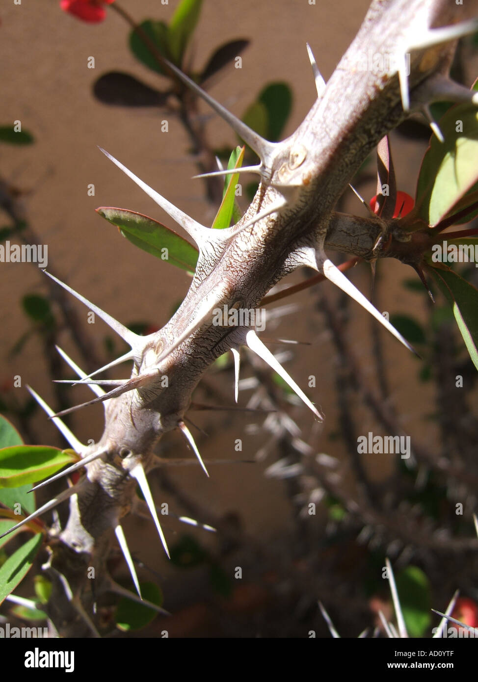 prickly bush in italy Stock Photo - Alamy