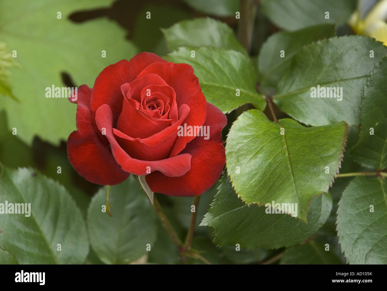 Rosa glad tidings rose hi-res stock photography and images - Alamy