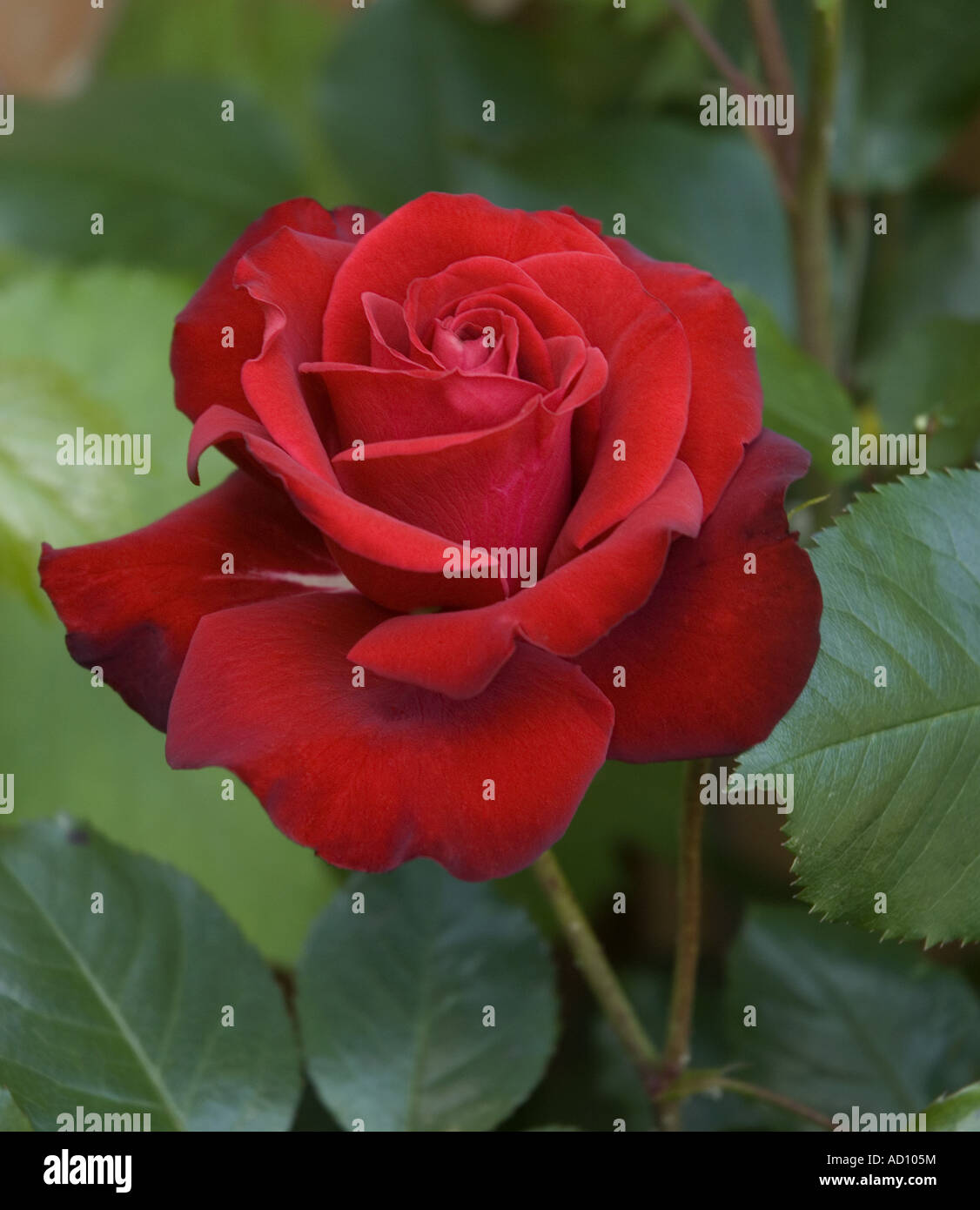 Rosa Glad Tidings Stock Photo - Alamy