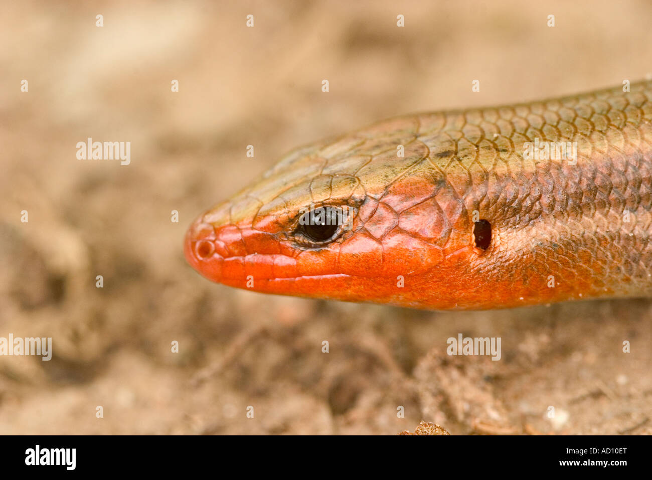 Five lined Skink Eumeces fasciatus Barry County Missouri USA 10 May ...