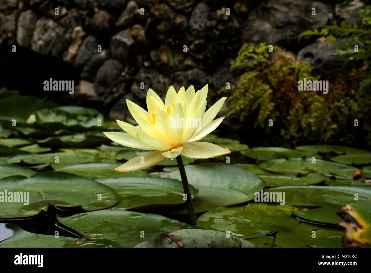 Rock garden pond waterlily hi-res stock photography and images - Alamy