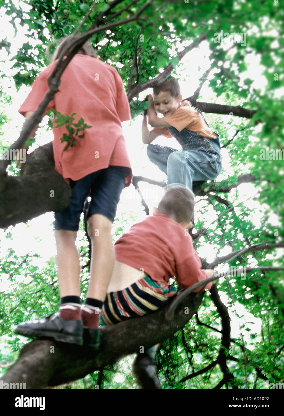 children on tree Stock Photo - Alamy