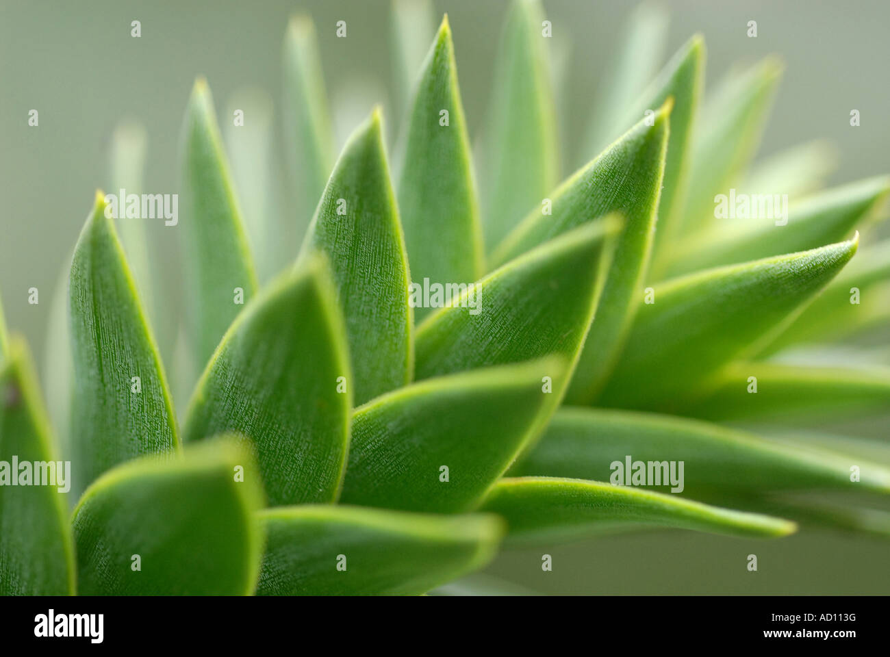 Detail of Monkey Puzzle Tree Stock Photo - Alamy