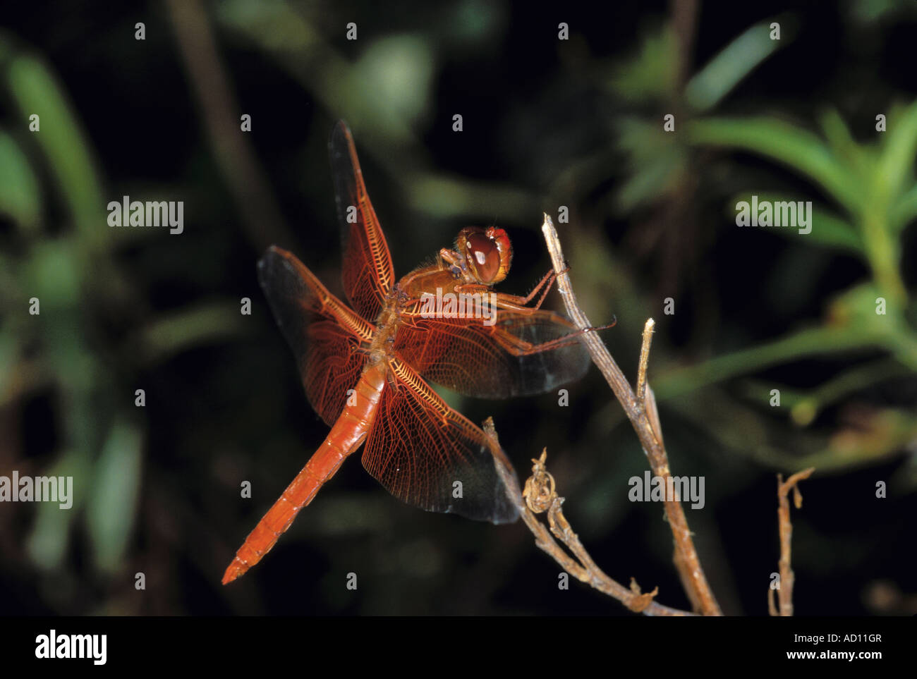 Flame Skimmer Libellula saturata August LIBELLULIDAE ODONATA Stock ...