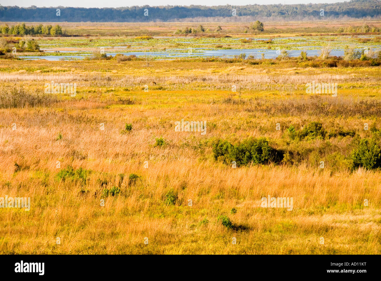 Florida Paynes Prairie Preserve Florida open prairie great Alachua ...
