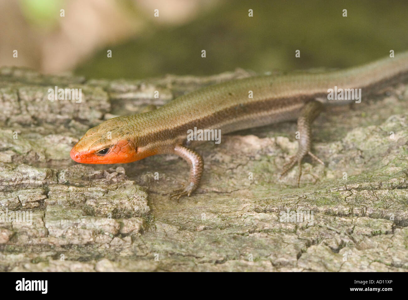 Five lined Skink Eumeces fasciatus Barry County Missouri USA 10 May ...