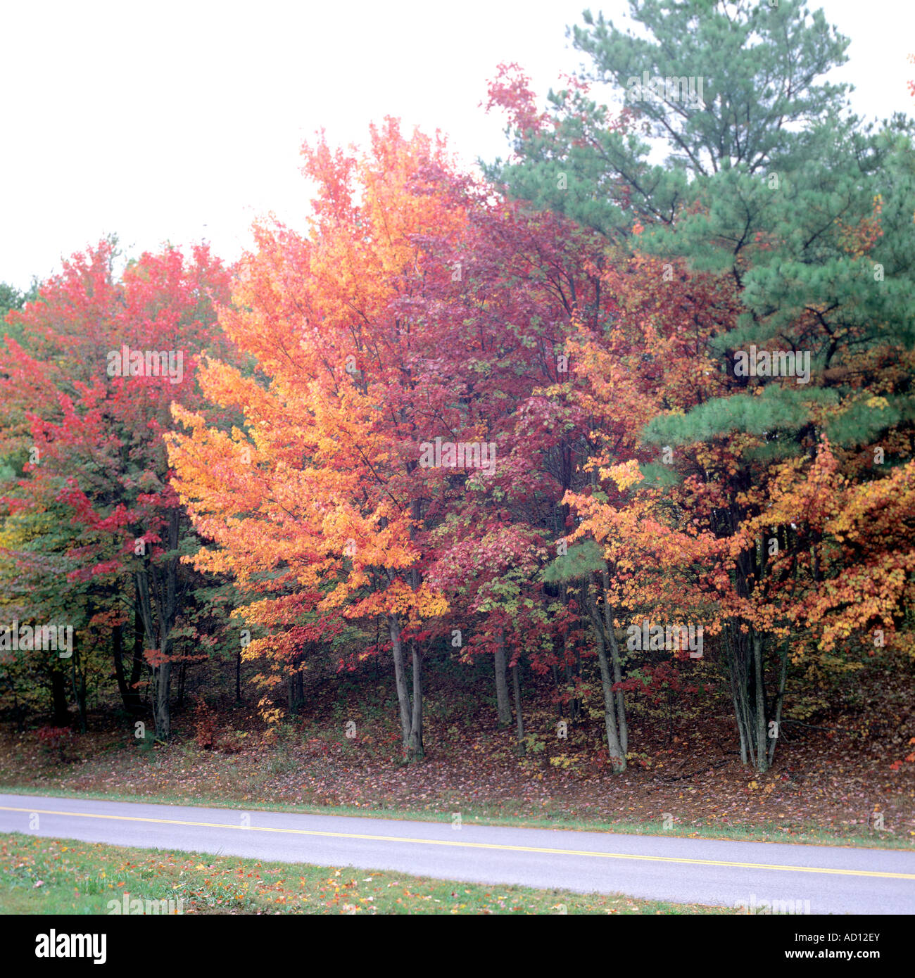 Fall Foliage-Bright, Colorful Trees Stock Photo - Alamy