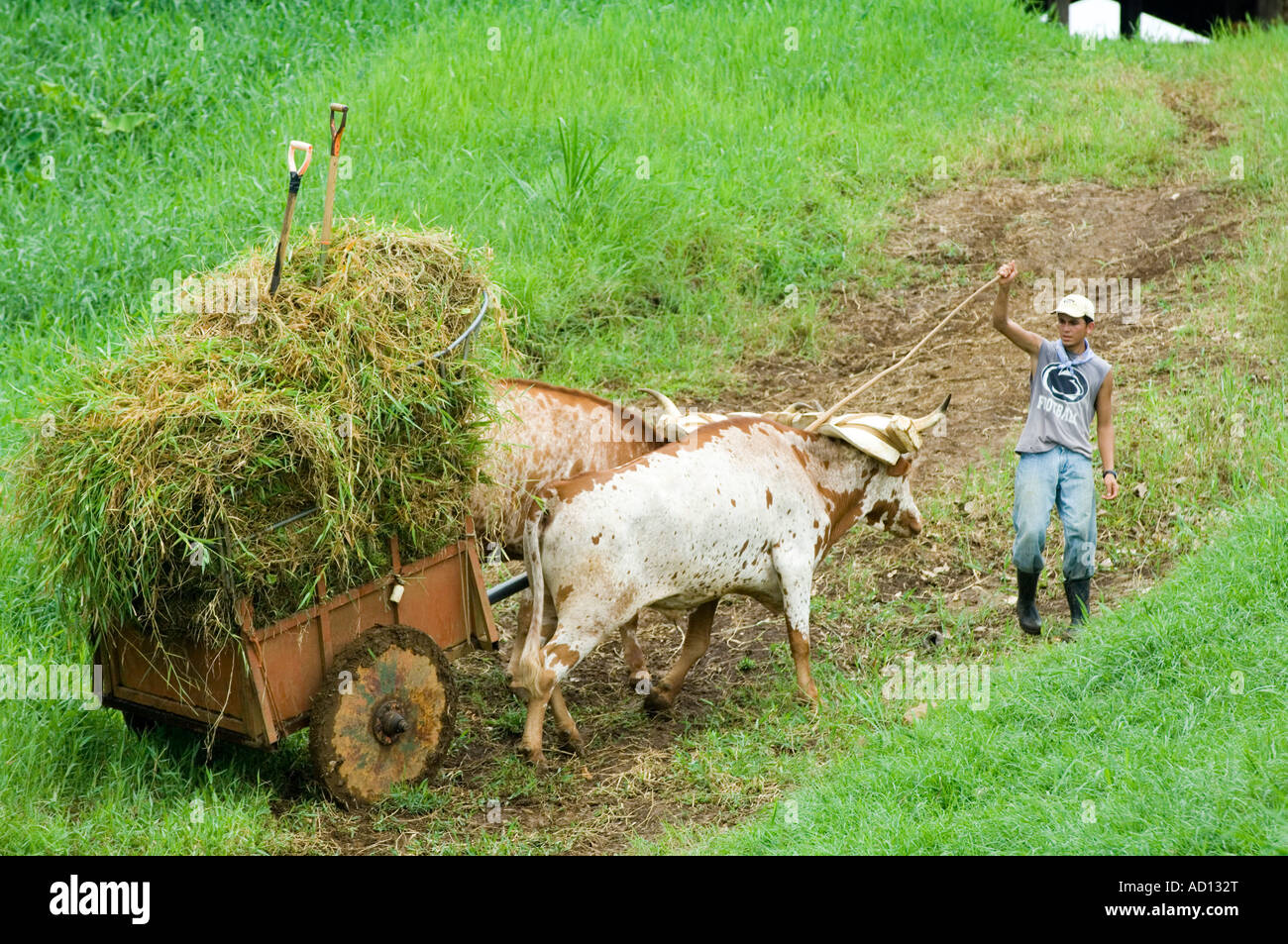 Farmer and his animals carting hay, Puerto Viejo, Costa Rica Stock ...