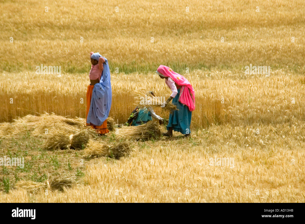 Horizontal wide angle of two Indian women gatheing hay in a field Stock ...